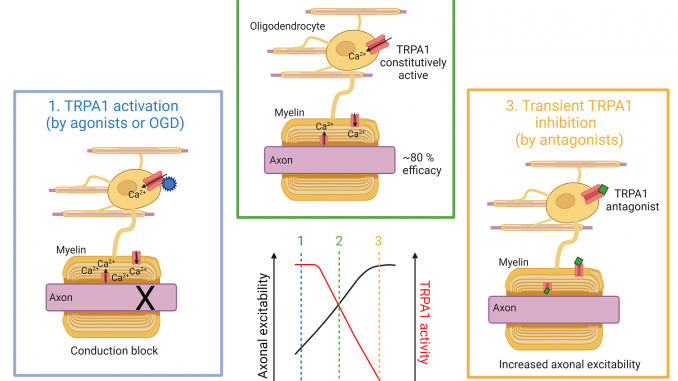 Graphical Abstracts Focused Selective Connected Visual Summaries Of Research Articles 